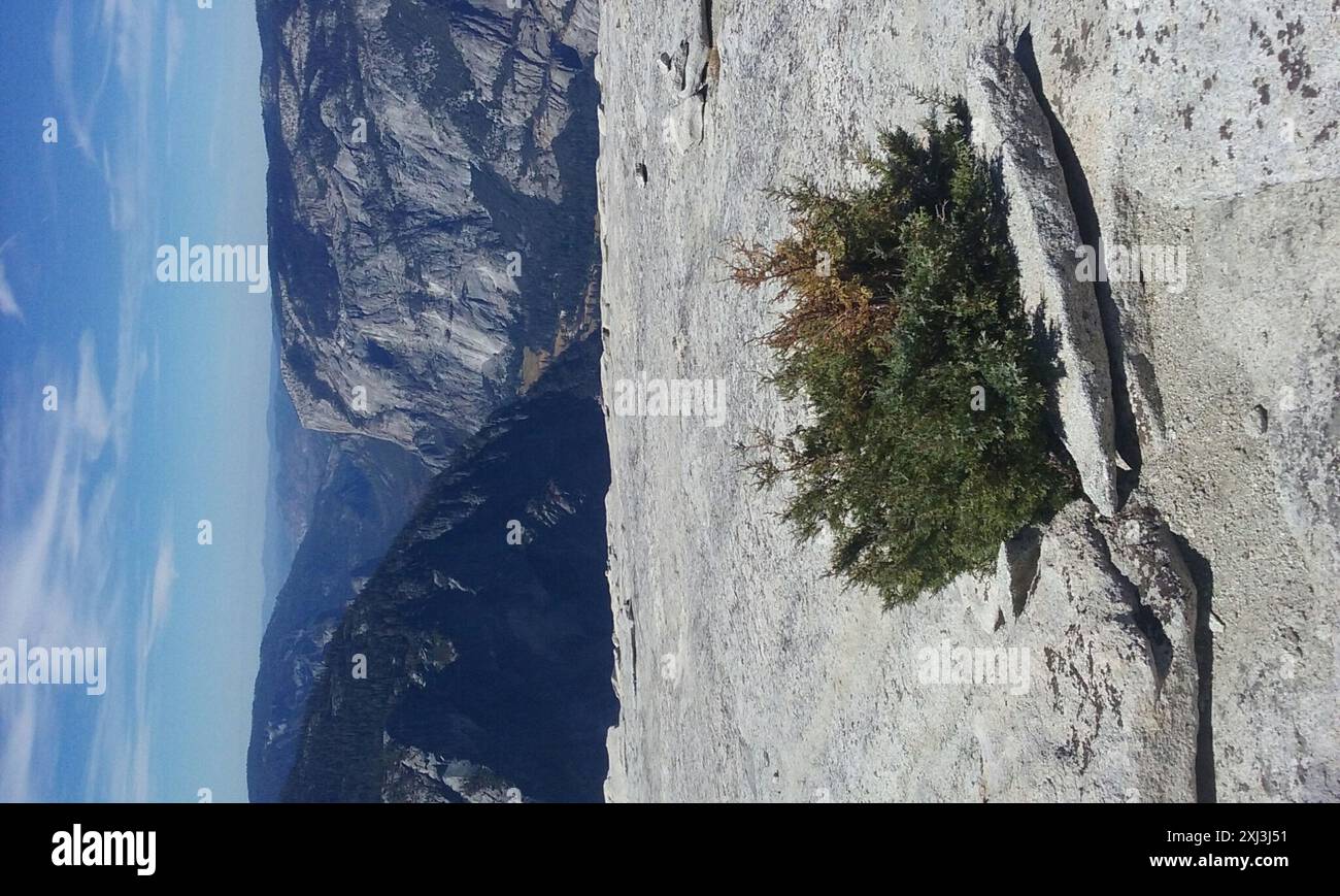 Sierra juniper (Juniperus grandis) Plantae Stock Photo - Alamy