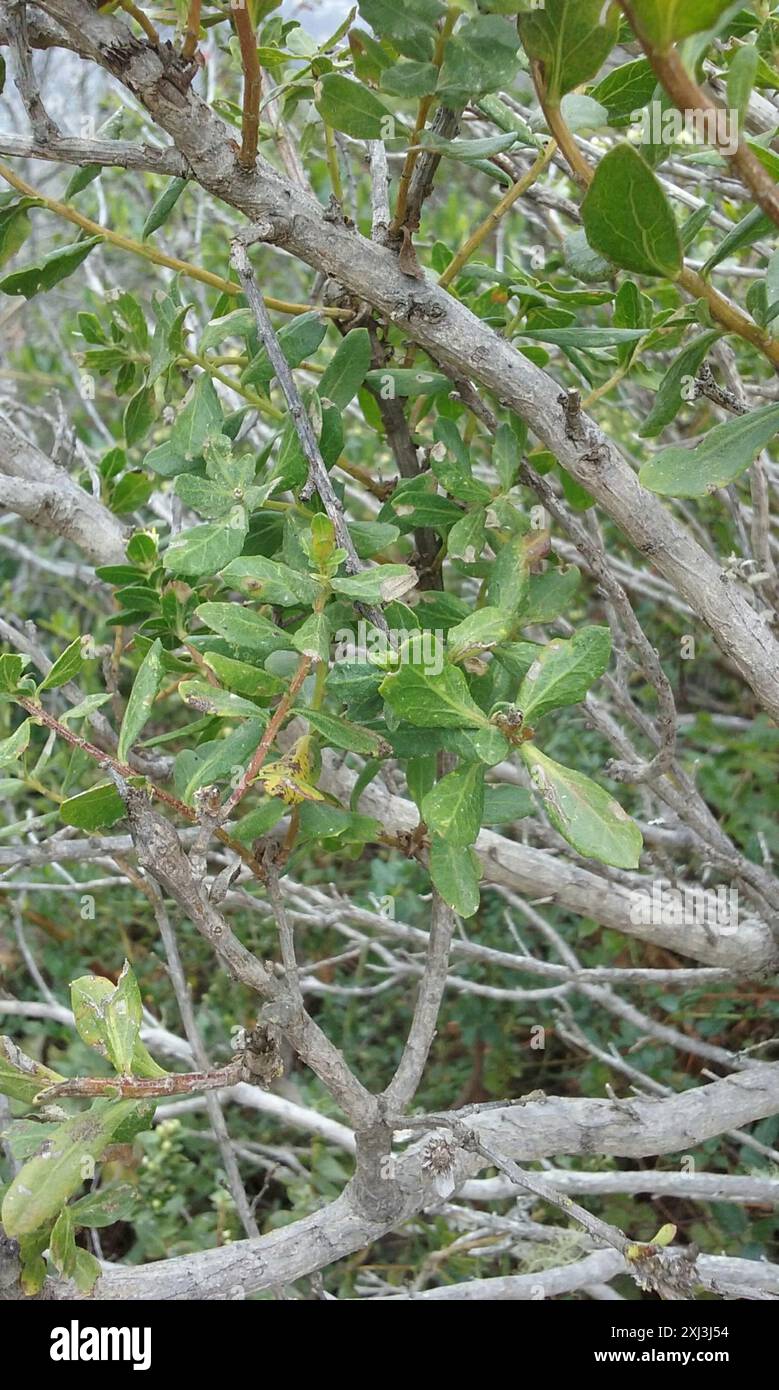 Chaparral Coyote Brush (Baccharis pilularis consanguinea) Plantae Stock ...