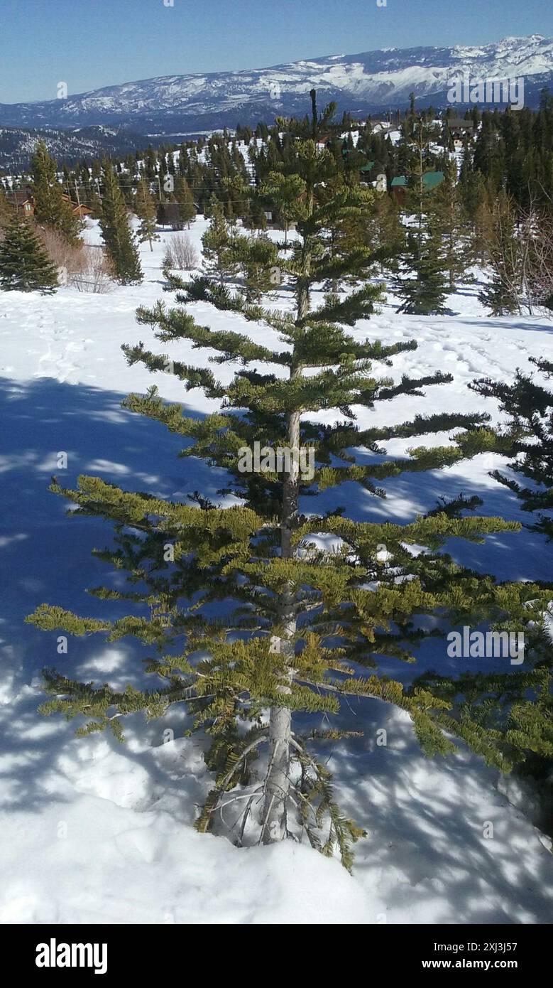 California Red Fir (Abies magnifica magnifica) Plantae Stock Photo - Alamy