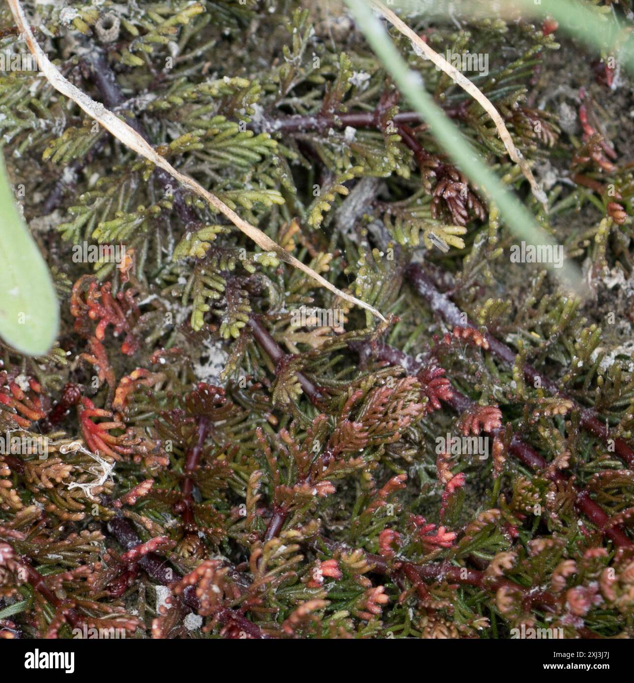 vascular plants (Tracheophyta) Plantae Stock Photo - Alamy