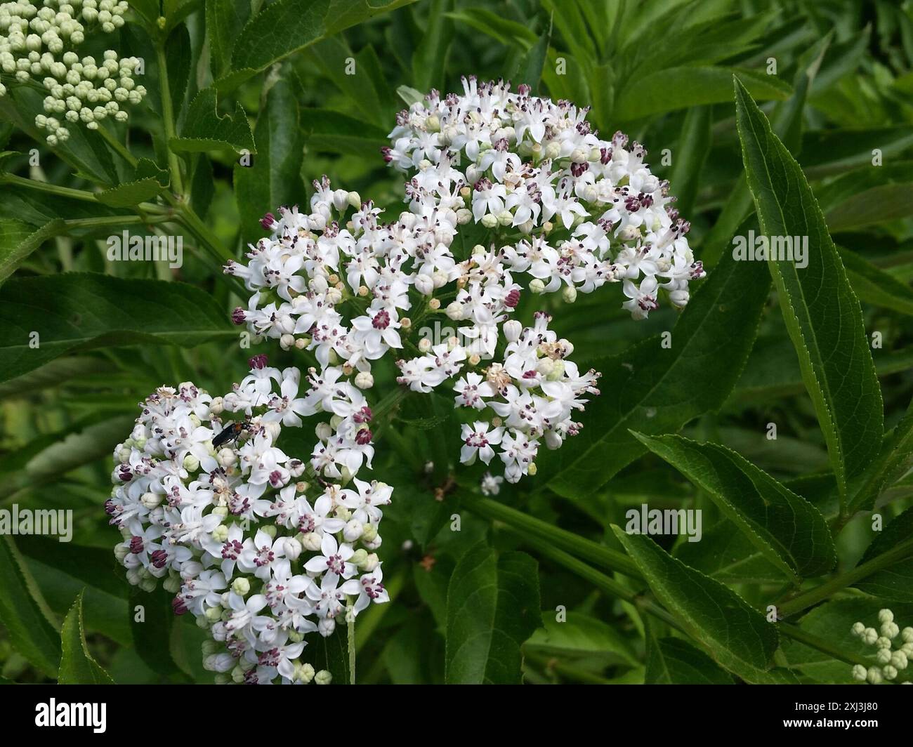 Dwarf Elder (Sambucus ebulus) Plantae Stock Photo - Alamy