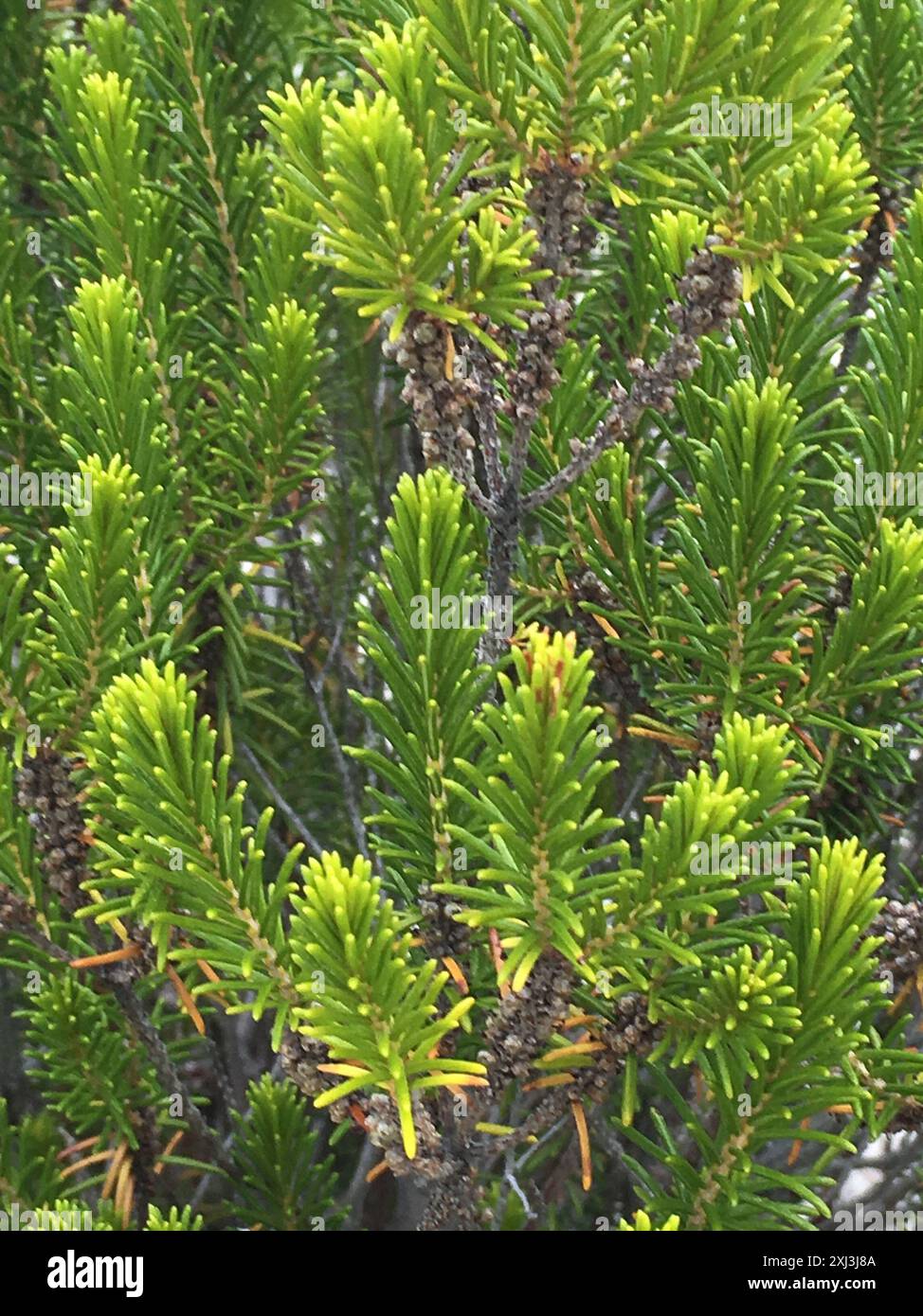 Ceratiola ericoides hi-res stock photography and images - Alamy
