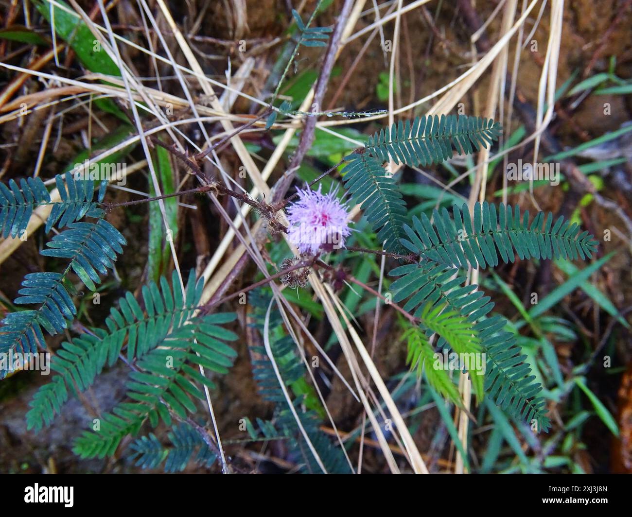 Sensitive Plant (Mimosa pudica) Plantae Stock Photo - Alamy
