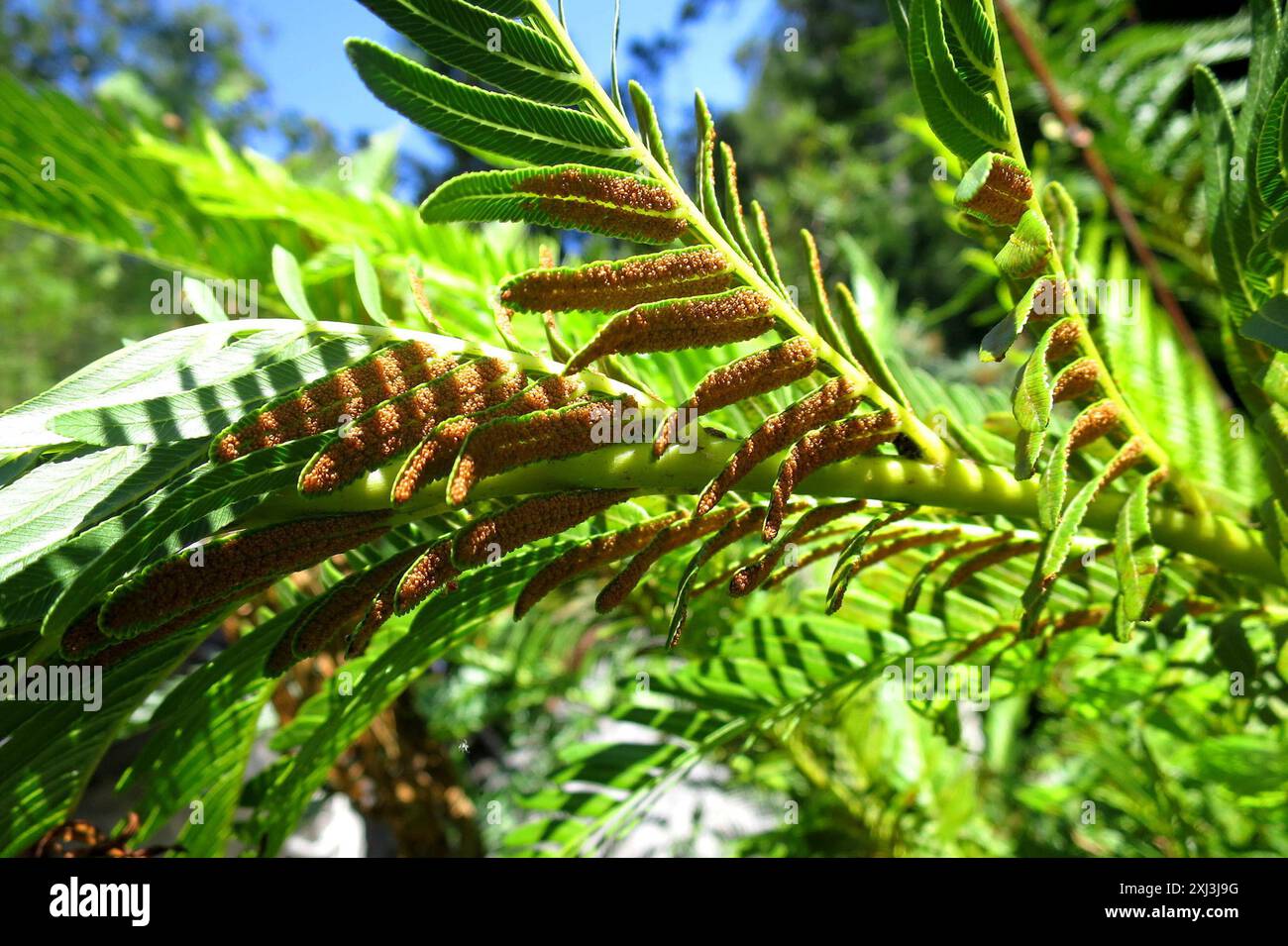 king fern (Todea barbara) Plantae Stock Photo - Alamy
