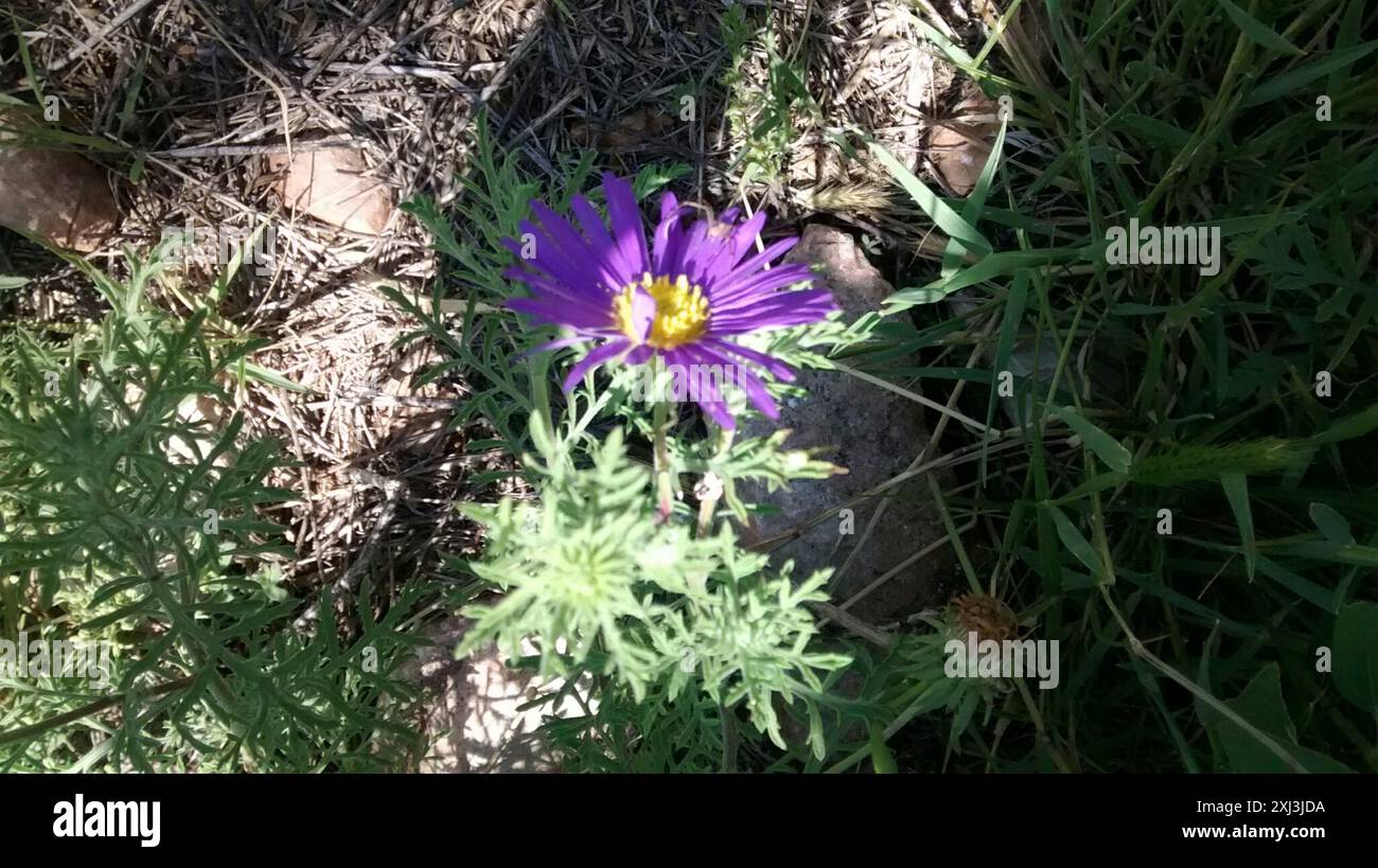 Tahoka daisy (Machaeranthera tanacetifolia) Plantae Stock Photo - Alamy