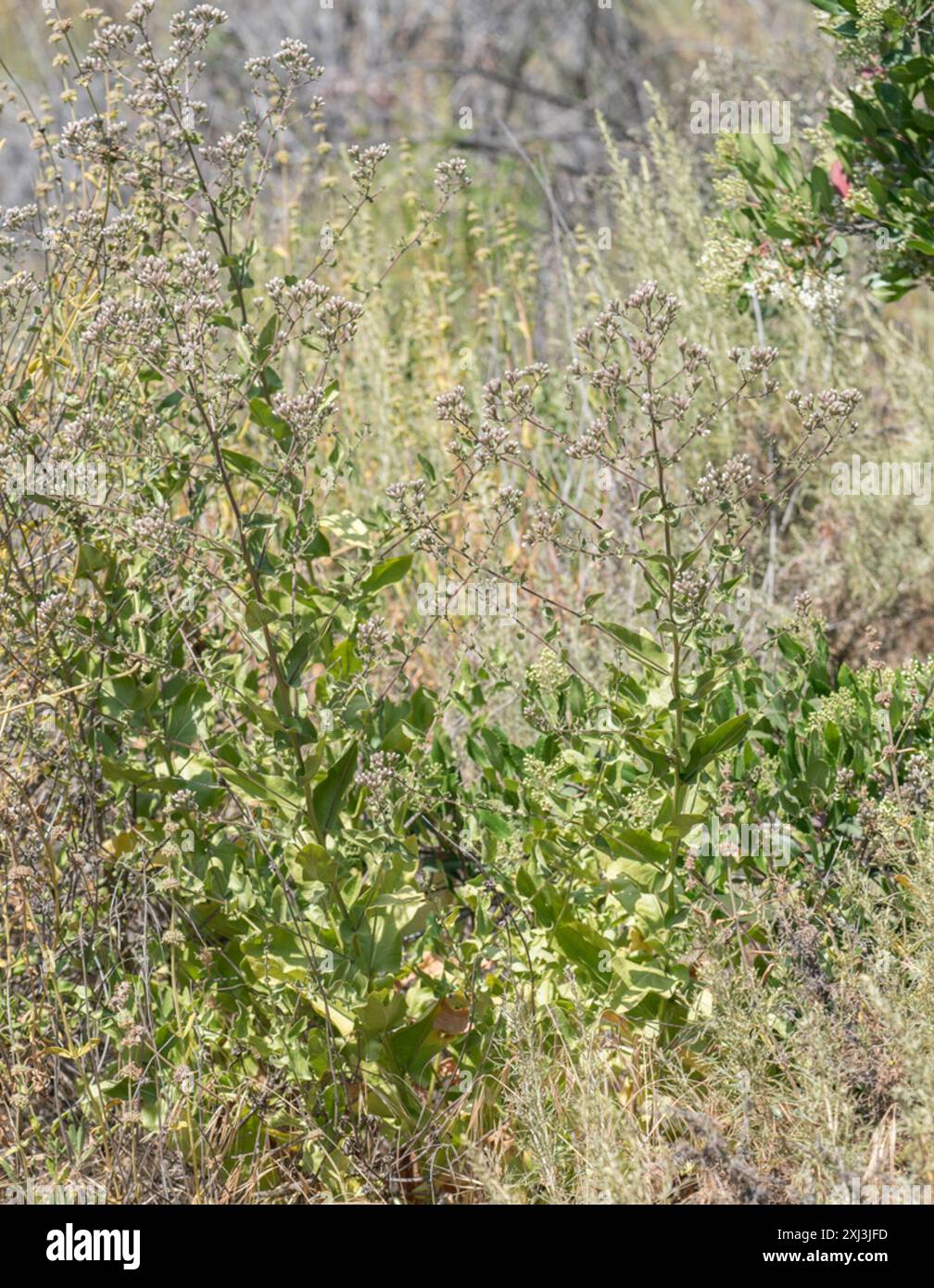 Sacapellote (Acourtia microcephala) Plantae Stock Photo - Alamy