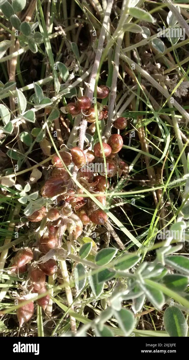 Woolly Locoweed (Astragalus mollissimus) Plantae Stock Photo - Alamy
