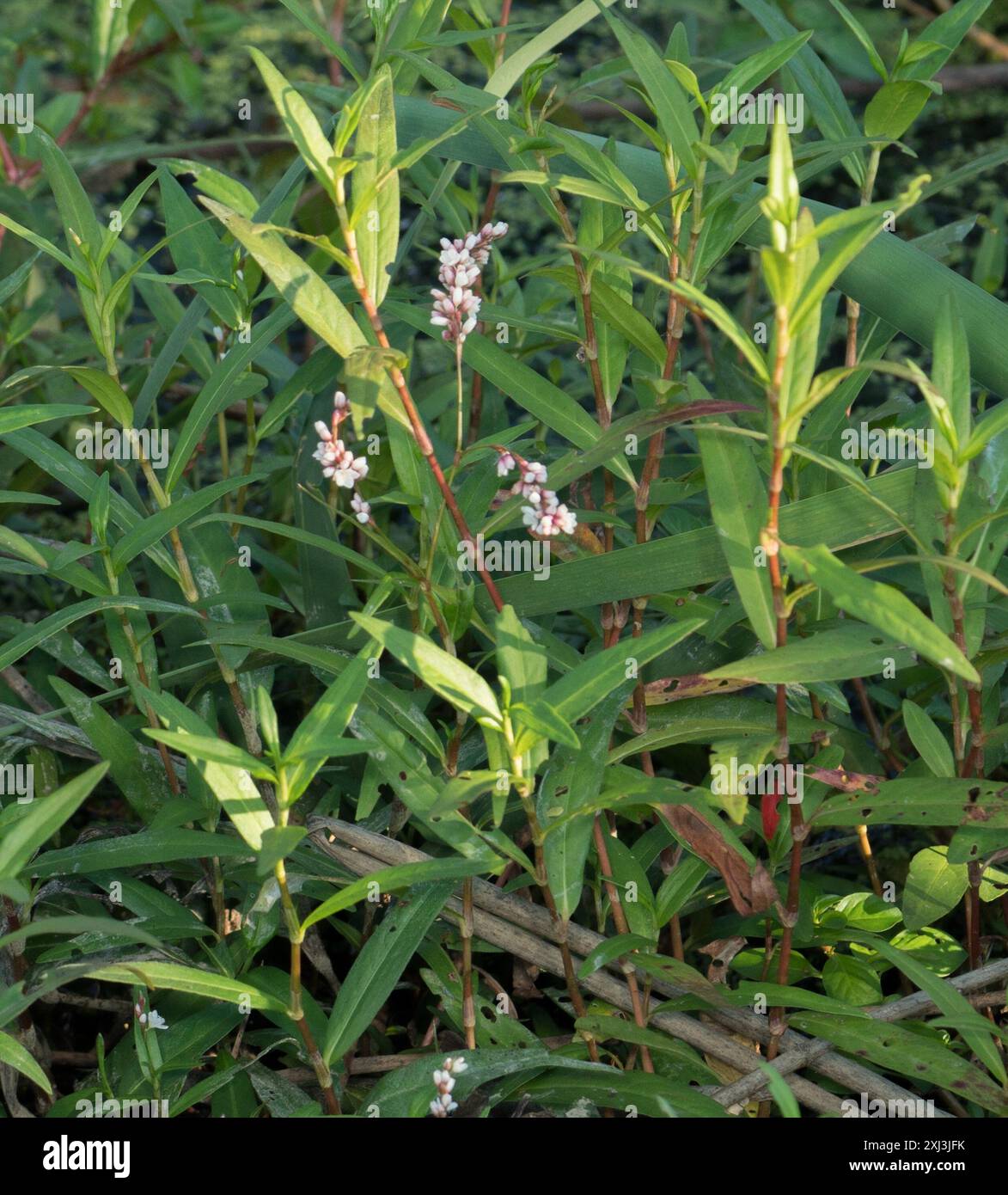 swamp smartweed (Persicaria hydropiperoides) Plantae Stock Photo - Alamy