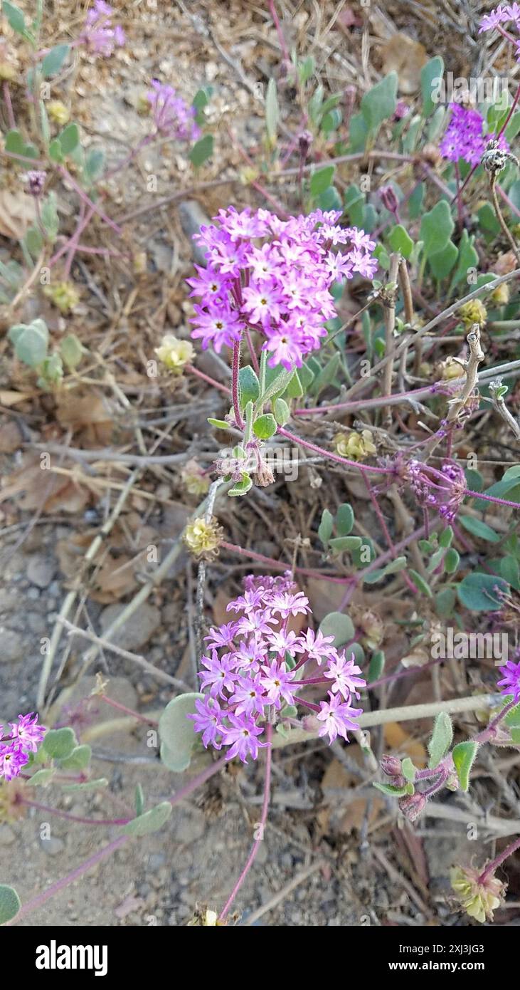 Pink Sand Verbena (Abronia umbellata) Plantae Stock Photo - Alamy
