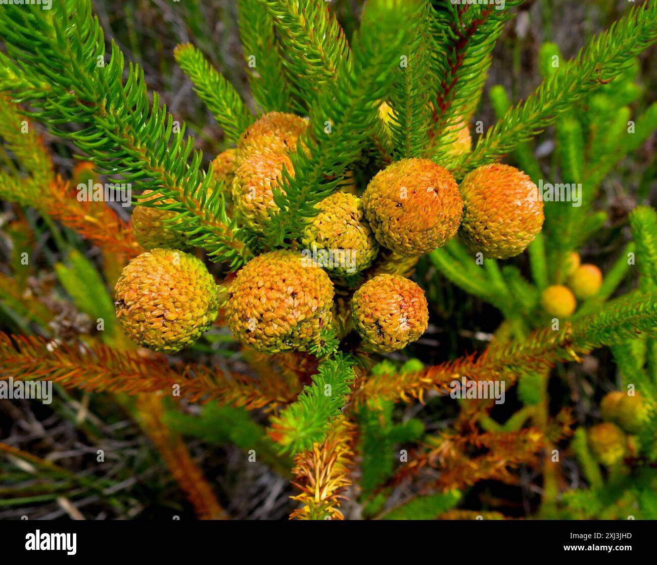 Redleg Kolkol (Berzelia abrotanoides) Plantae Stock Photo - Alamy