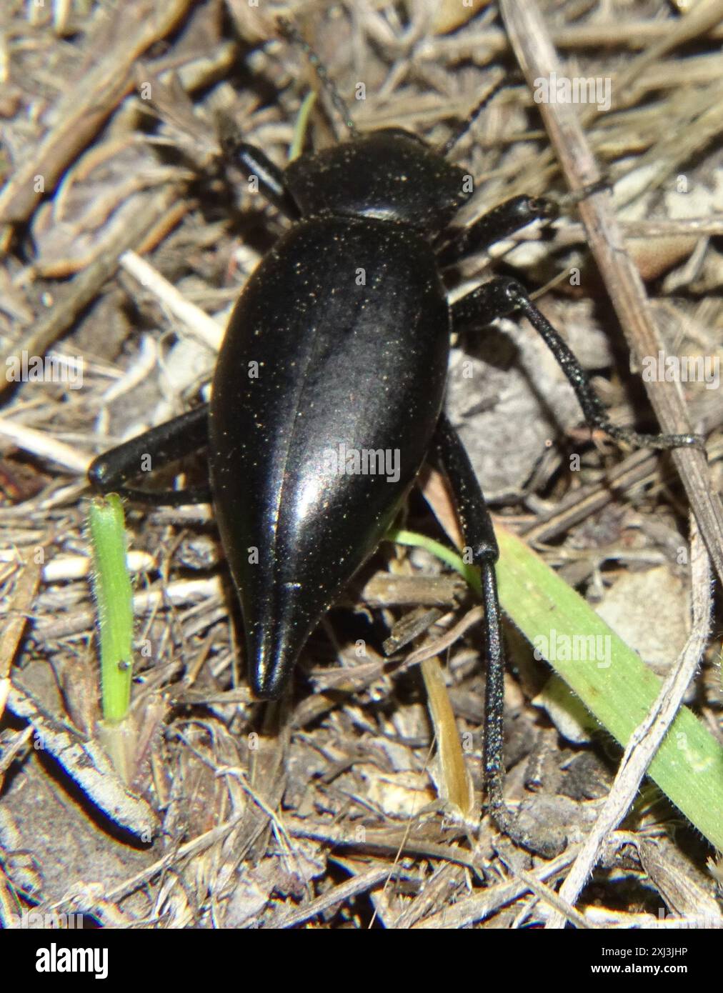 (Eleodes acuticauda) Insecta Stock Photo - Alamy