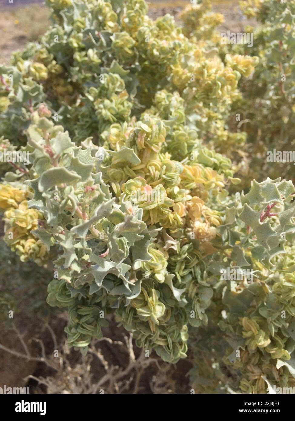Atriplex hymenelytra hi-res stock photography and images - Alamy