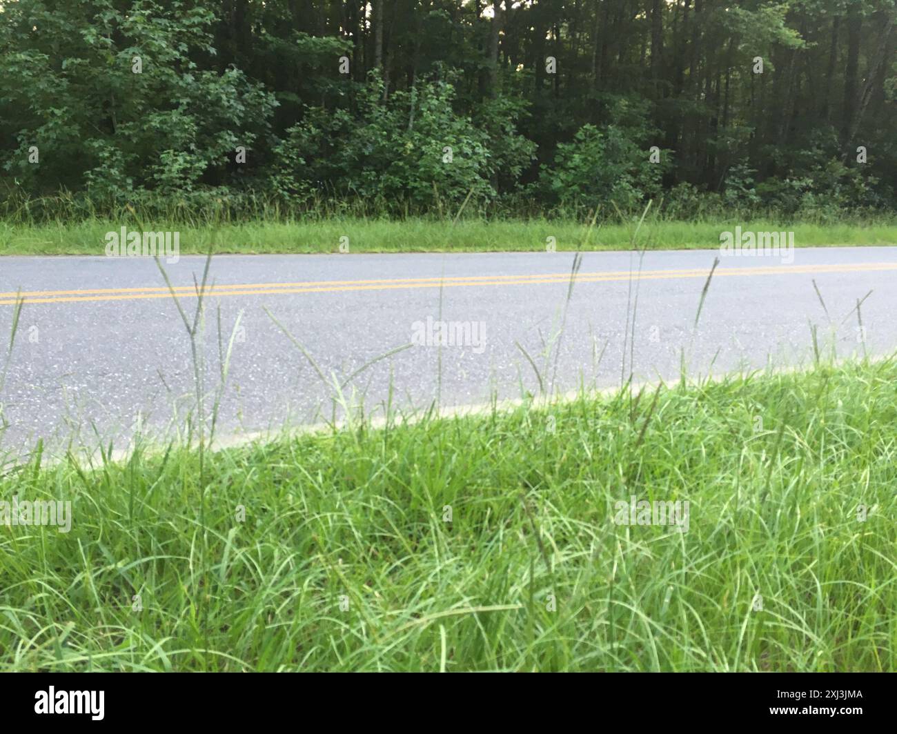Bahia grass (Paspalum notatum) Plantae Stock Photo - Alamy