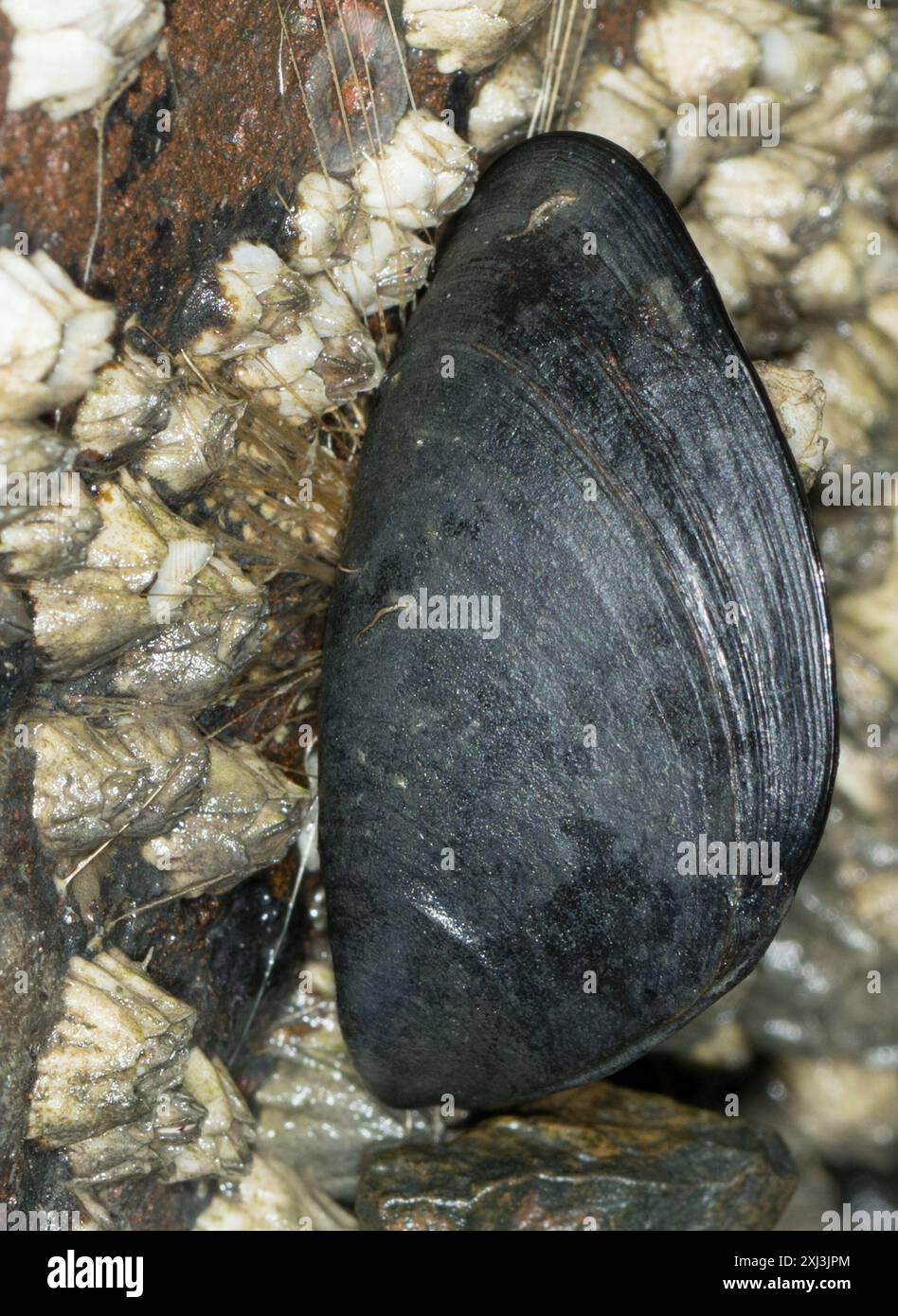 Blue Mussel Complex (Mytilus edulis) Mollusca Stock Photo - Alamy
