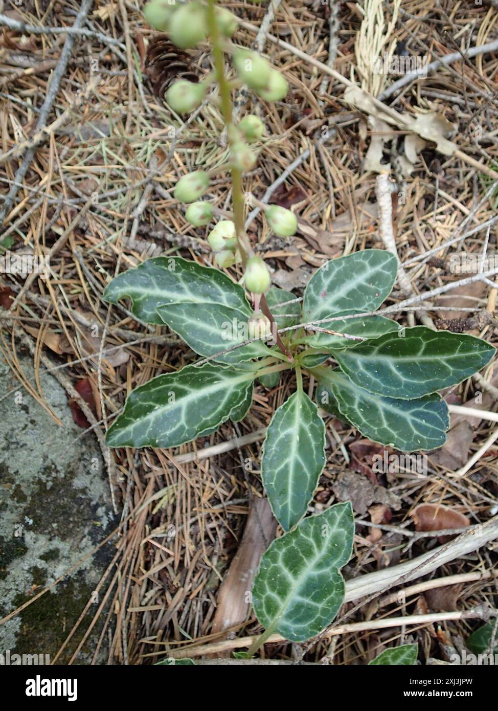 white-veined wintergreen (Pyrola picta) Plantae Stock Photo - Alamy