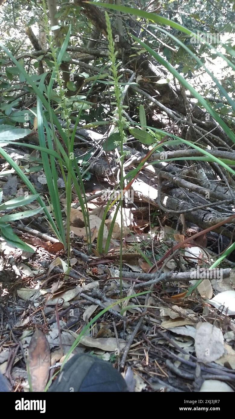 Flat Spurred Piperia (Platanthera transversa) Plantae Stock Photo - Alamy