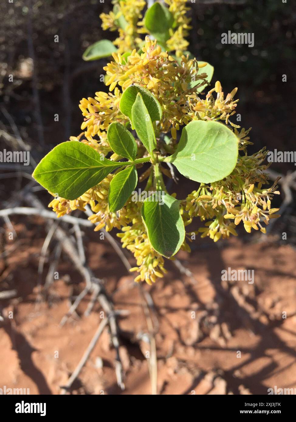single-leaf ash (Fraxinus anomala) Plantae Stock Photo - Alamy