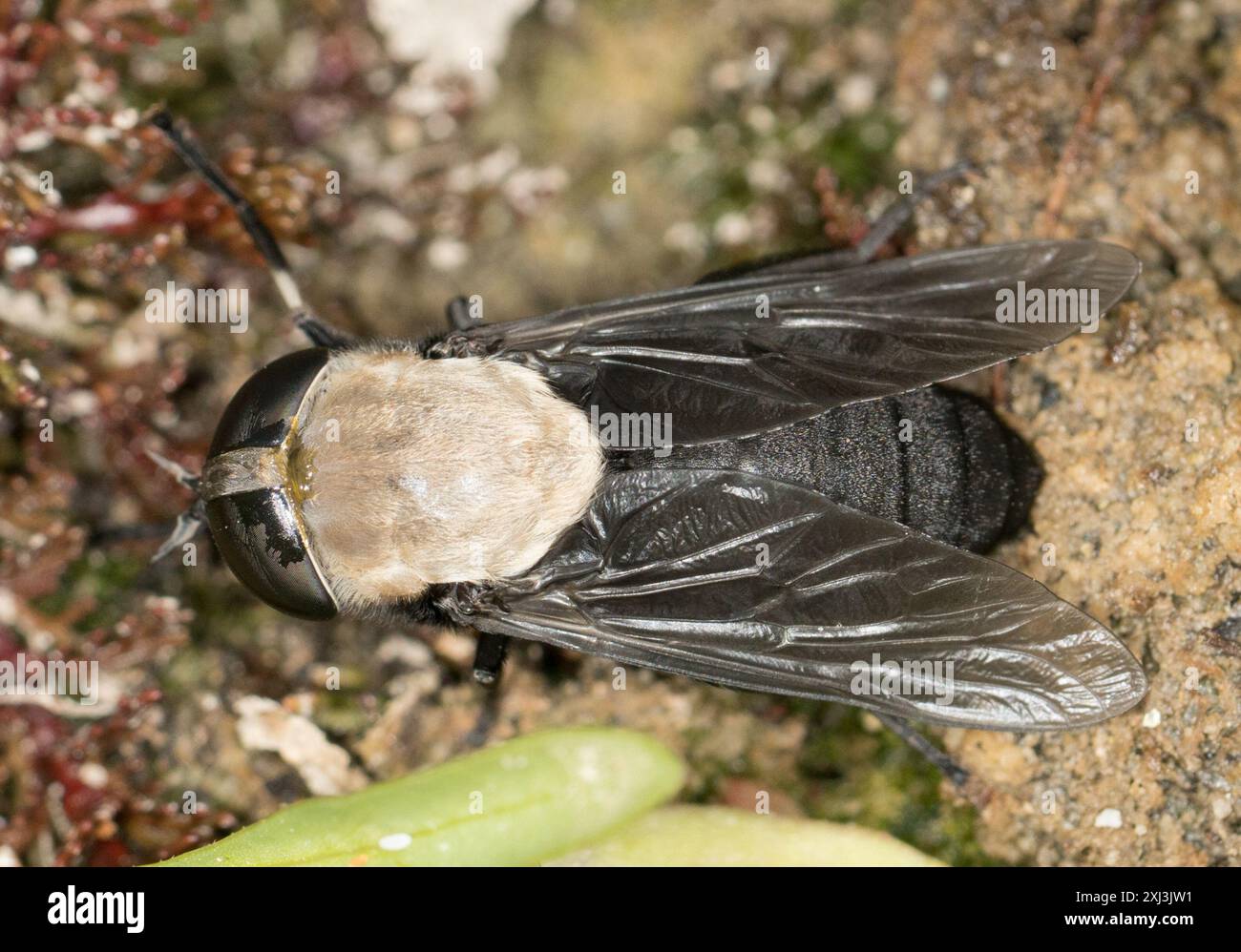 Western Black Horse Fly (Tabanus punctifer) Insecta Stock Photo - Alamy