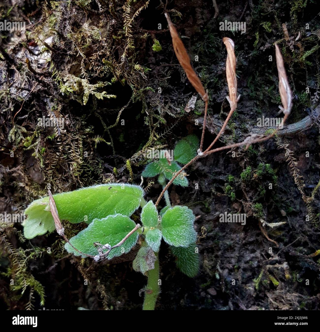 African Primrose (Streptocarpus) Plantae Stock Photo - Alamy