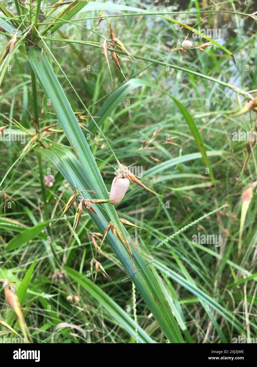 short-bristled horned beaksedge (Rhynchospora corniculata) Plantae ...