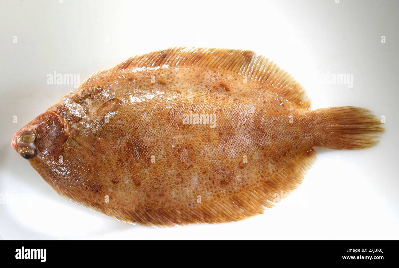 Cut out sole hi-res stock photography and images - Alamy