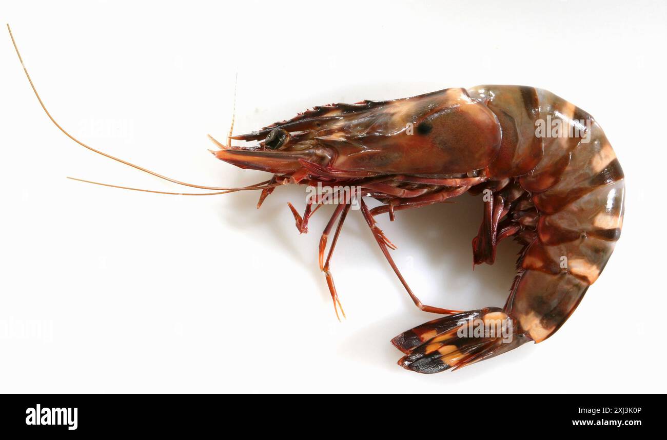 Gamba prawn hi-res stock photography and images - Alamy