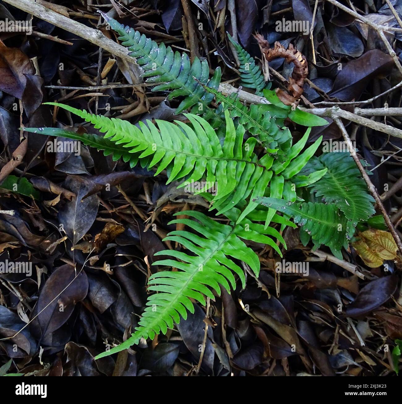 palm fern (Blechnum appendiculatum) Plantae Stock Photo - Alamy
