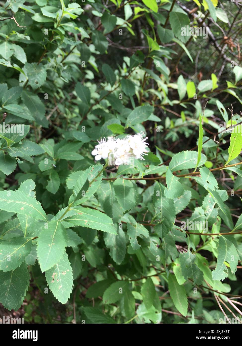 white meadowsweet (Spiraea alba) Plantae Stock Photo - Alamy