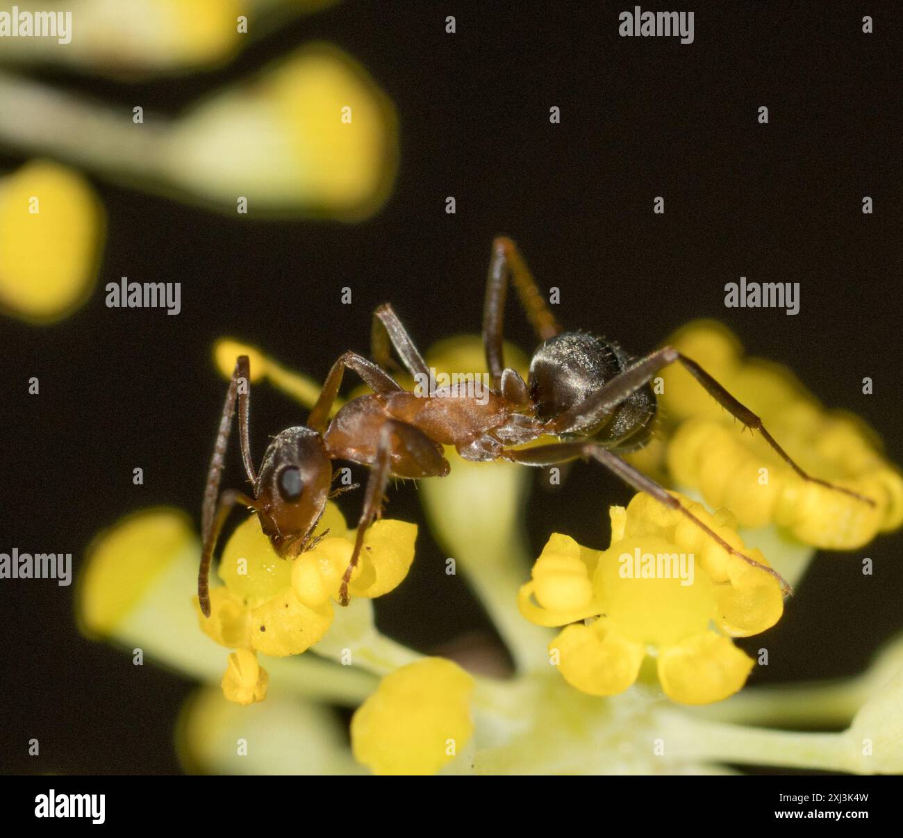 fusca-group Field Ants and Allies (Formica fusca) Insecta Stock Photo ...