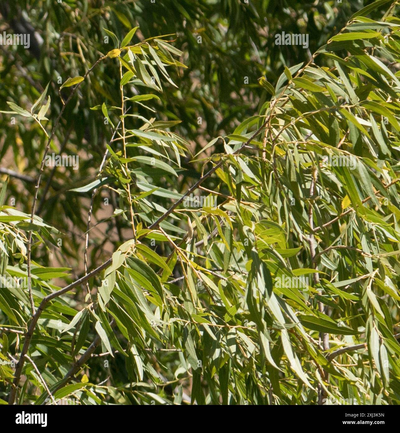 Goodding's willow (Salix gooddingii) Plantae Stock Photo - Alamy