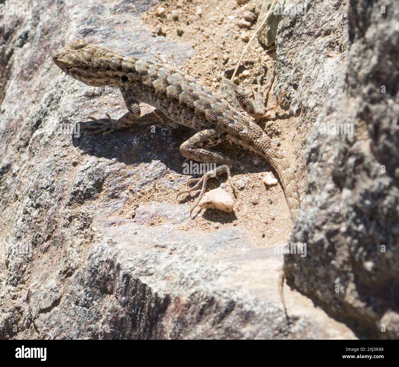 Western Side-blotched Lizard (Uta stansburiana elegans) Reptilia Stock ...