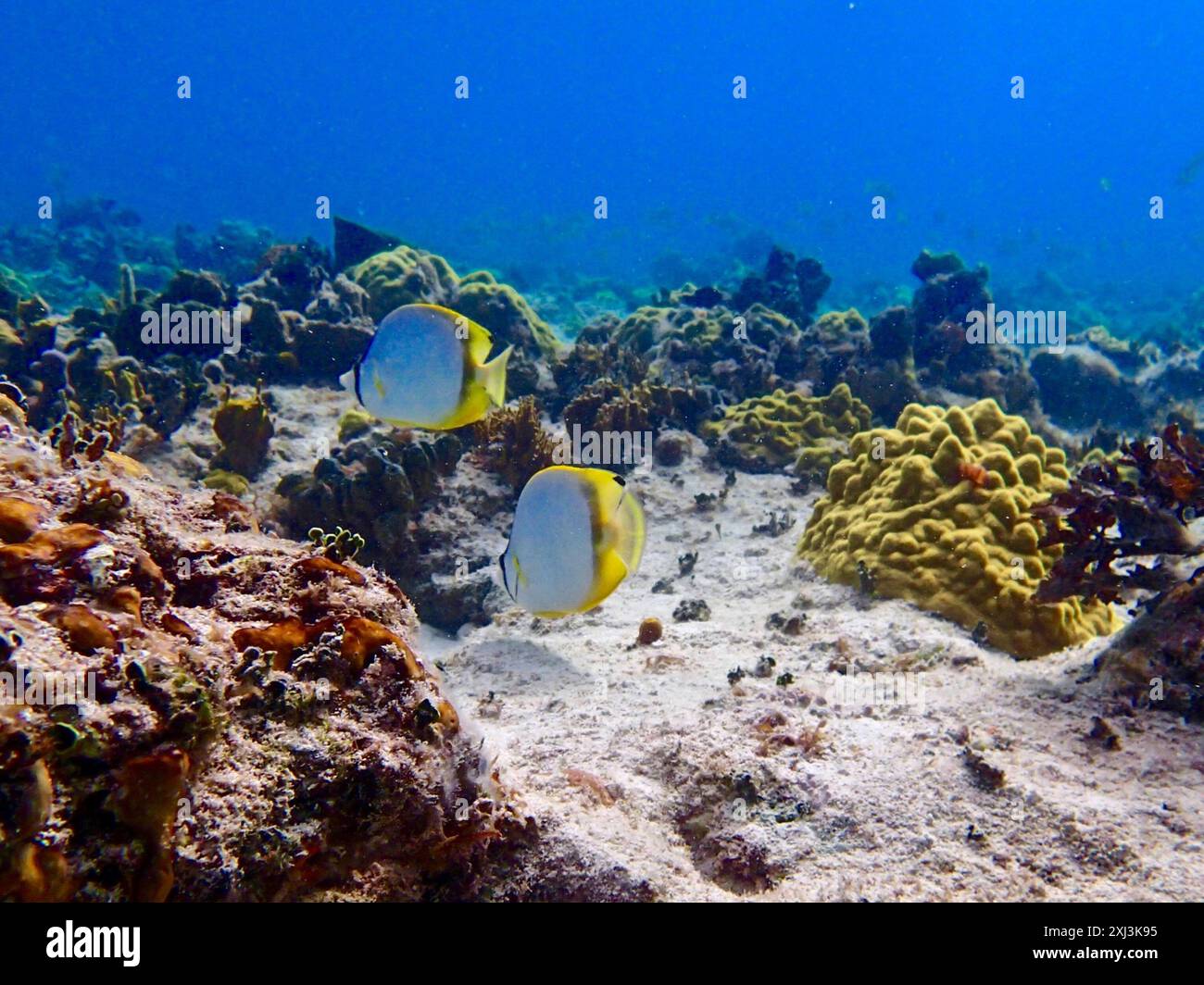 Spotfin Butterflyfish (Chaetodon ocellatus) Actinopterygii Stock Photo ...