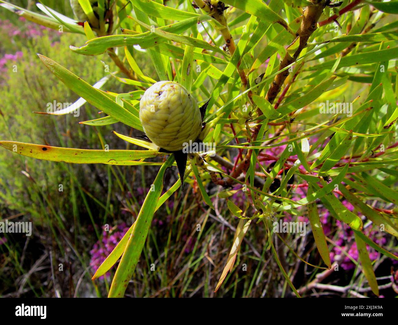 Gumleaf Conebush (Leucadendron eucalyptifolium) Plantae Stock Photo - Alamy