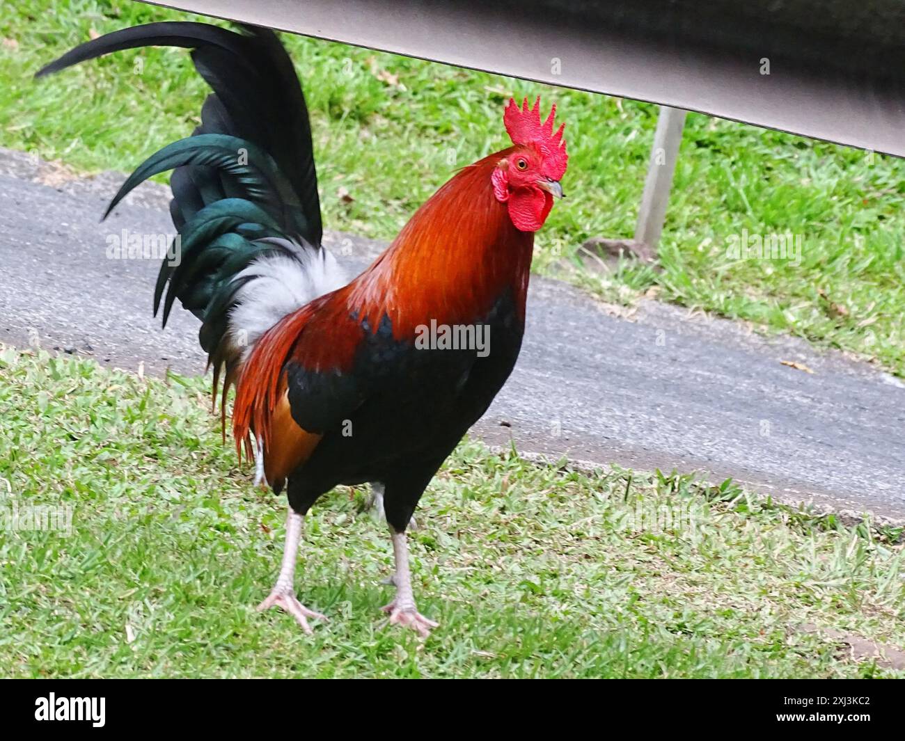 Domestic Chicken (Gallus gallus domesticus) Aves Stock Photo - Alamy