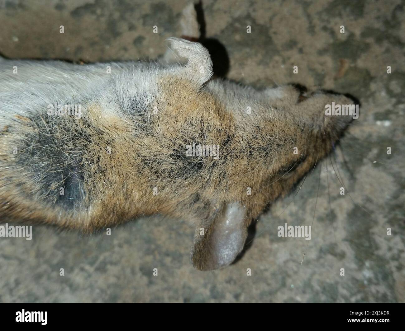 European Wood Mouse (Apodemus sylvaticus) Mammalia Stock Photo - Alamy