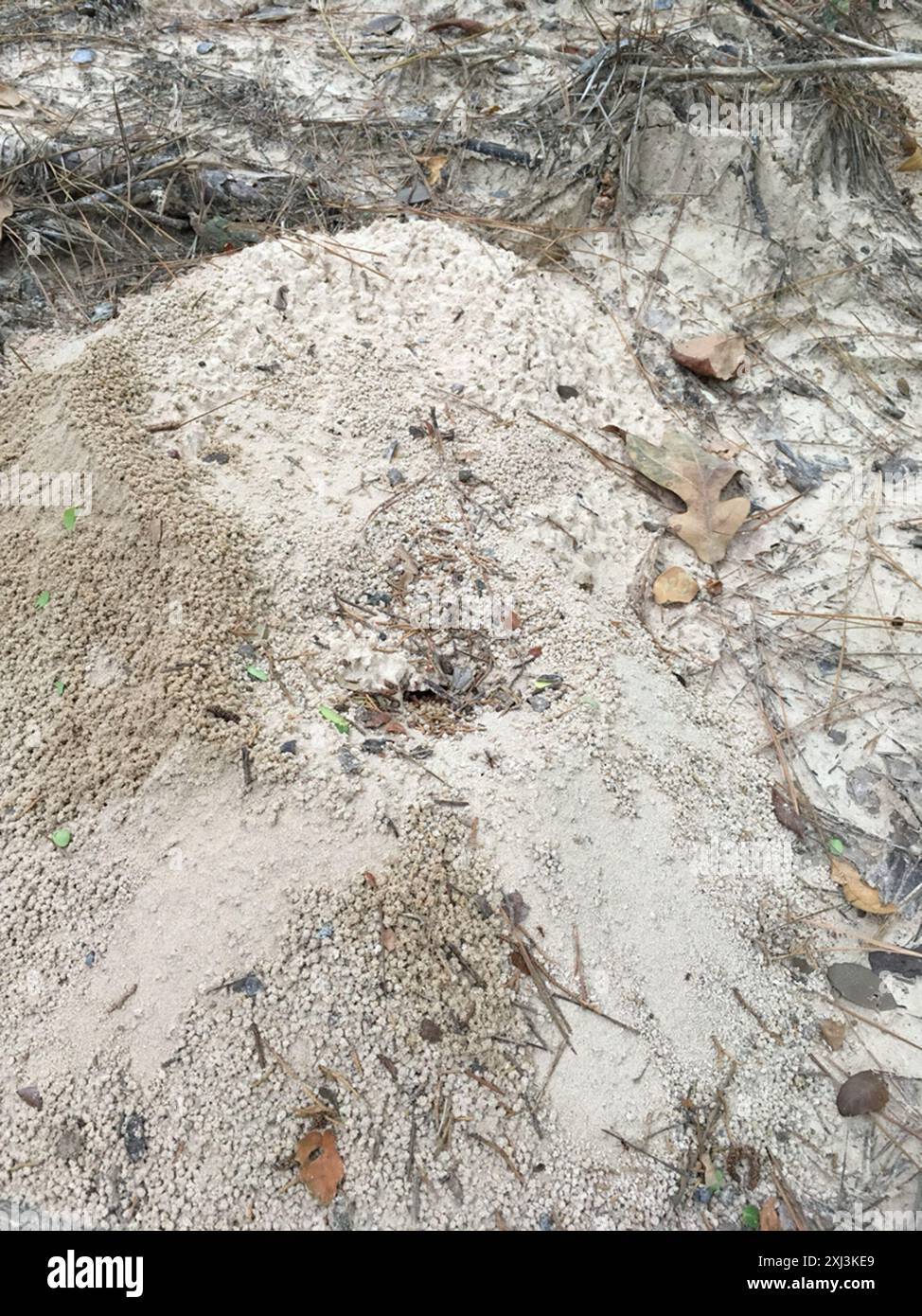 Texas Leafcutter Ant (Atta texana) Insecta Stock Photo - Alamy