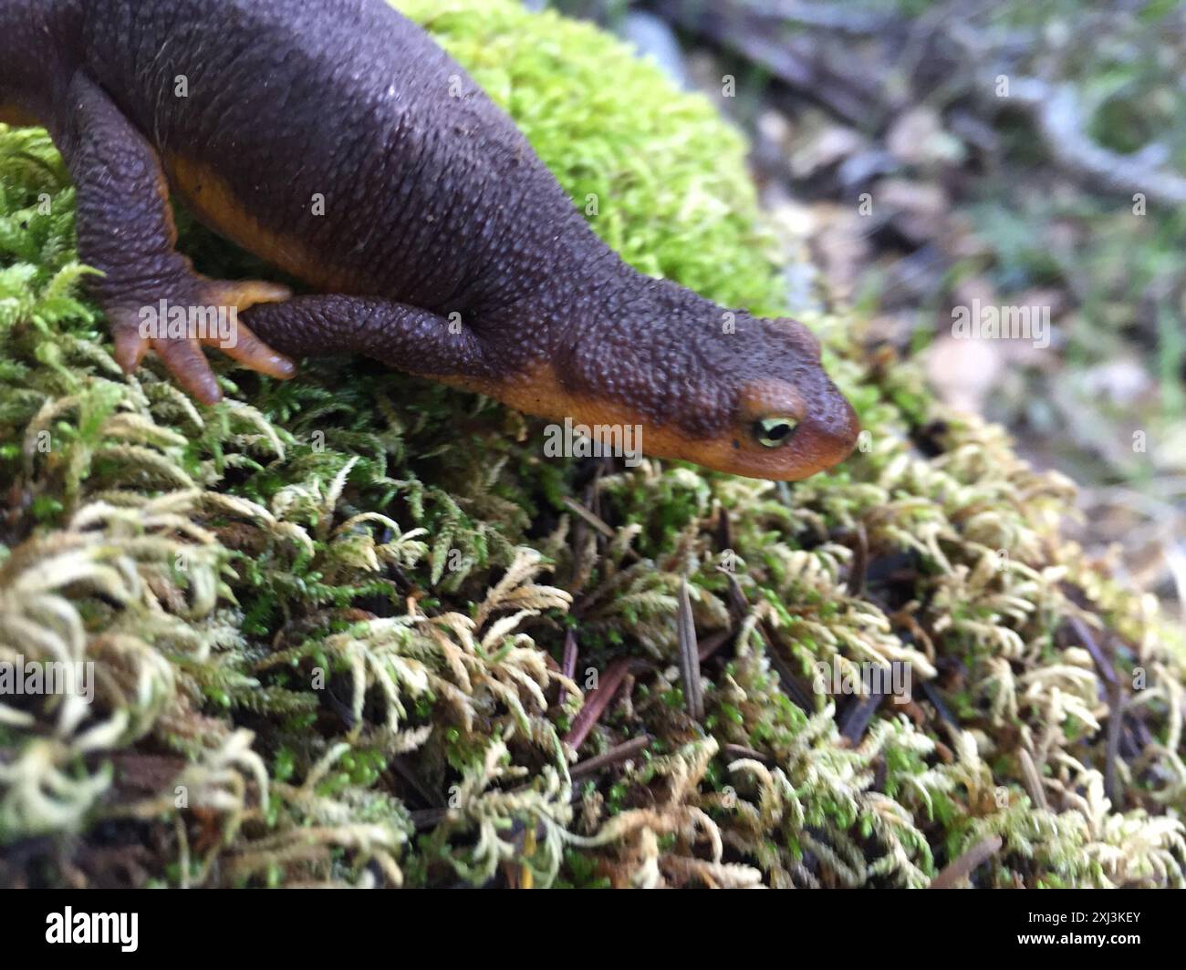 California Newt (Taricha torosa) Amphibia Stock Photo - Alamy
