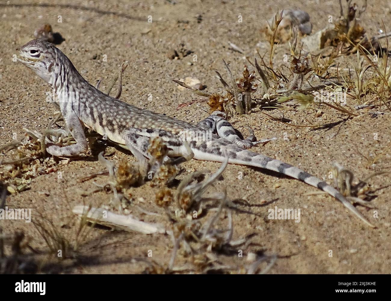 Zebra-tailed Lizard (Callisaurus draconoides) Reptilia Stock Photo - Alamy