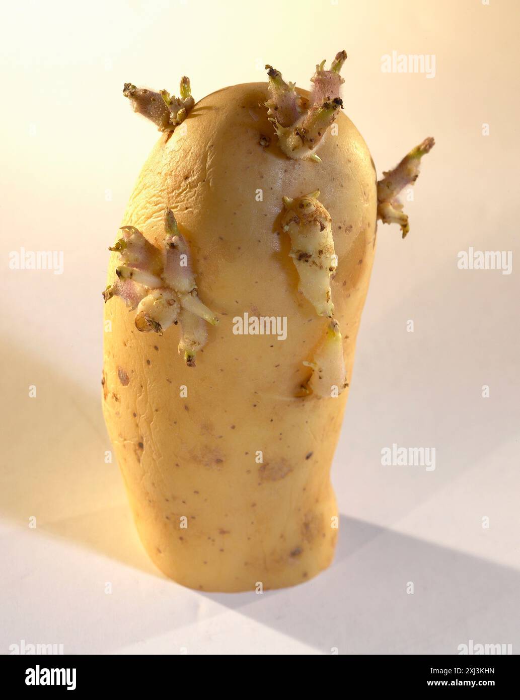 Potato germ hi-res stock photography and images - Alamy