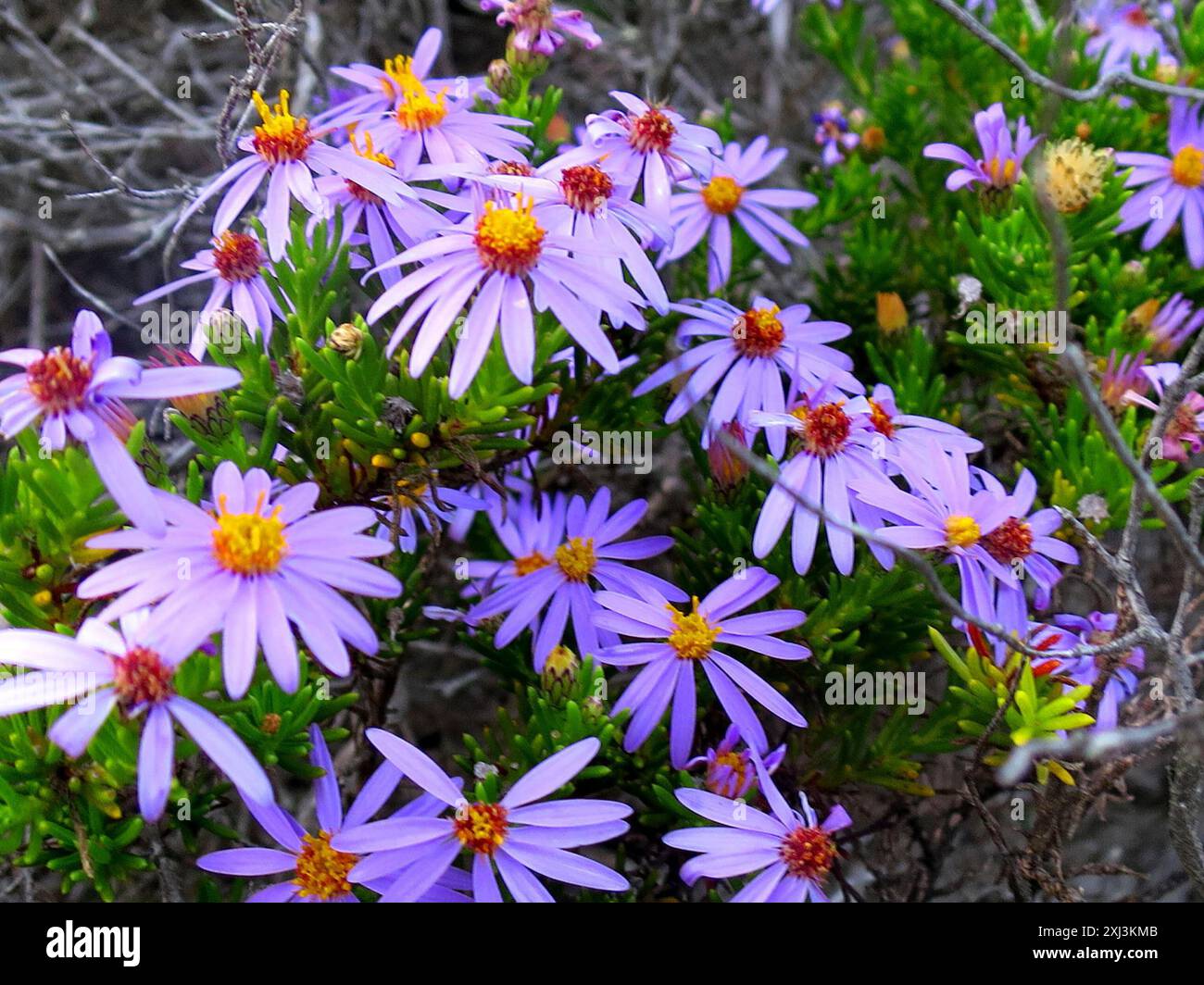 Common Fine Felicia (Felicia filifolia filifolia) Plantae Stock Photo ...