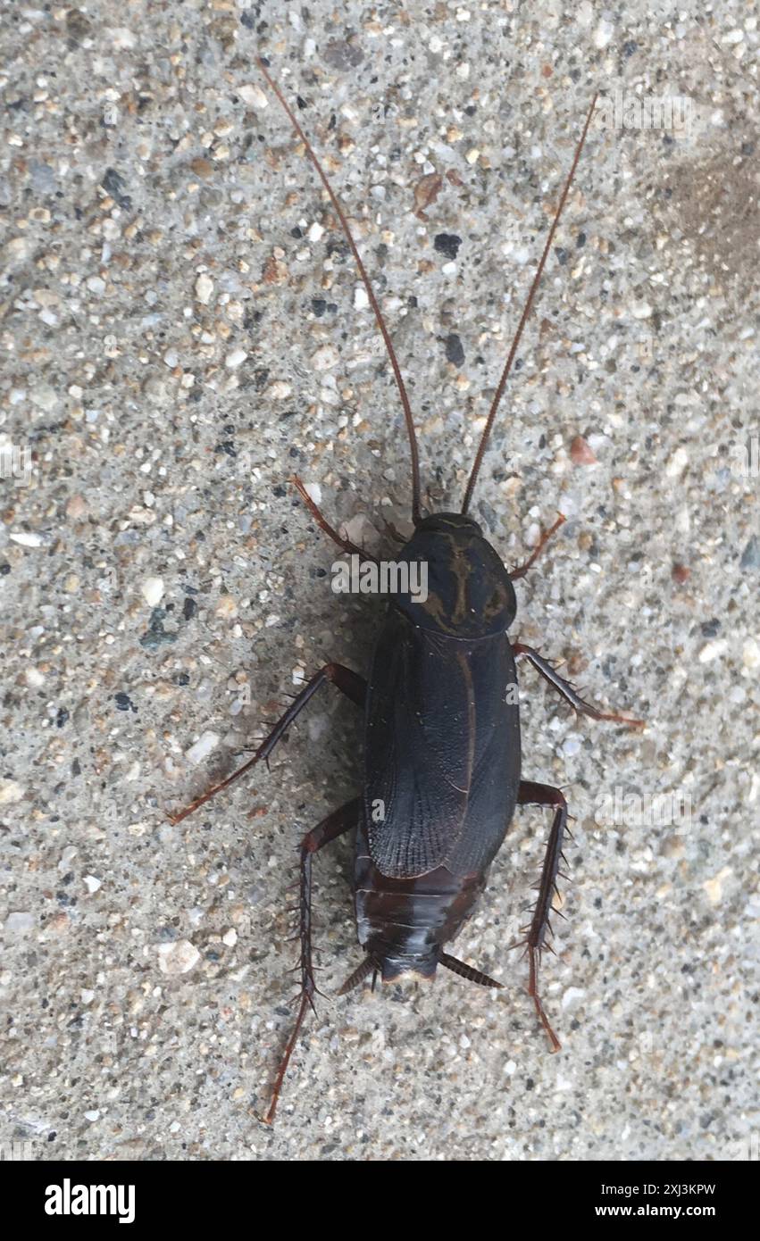 Oriental Cockroach (Blatta orientalis) Insecta Stock Photo - Alamy