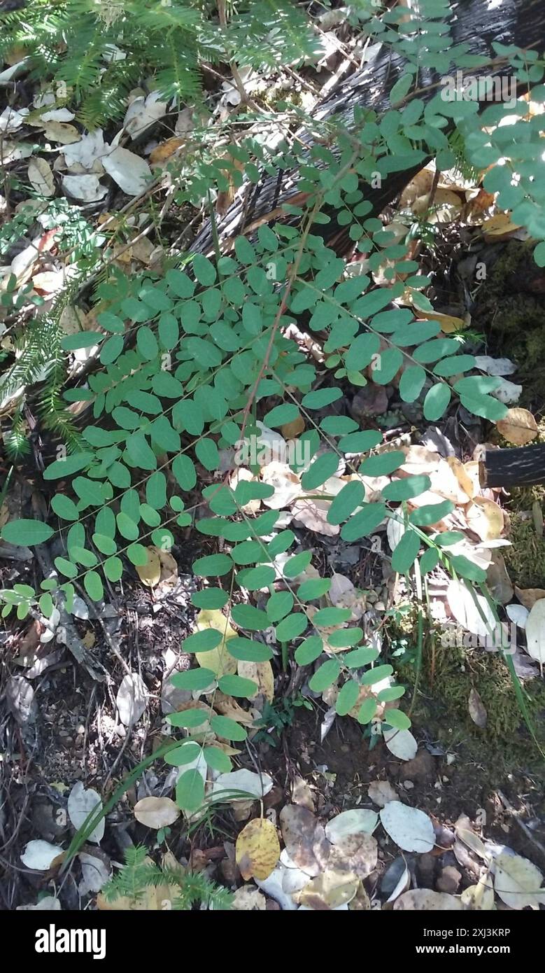 Napa False Indigo (Amorpha californica napensis) Plantae Stock Photo ...
