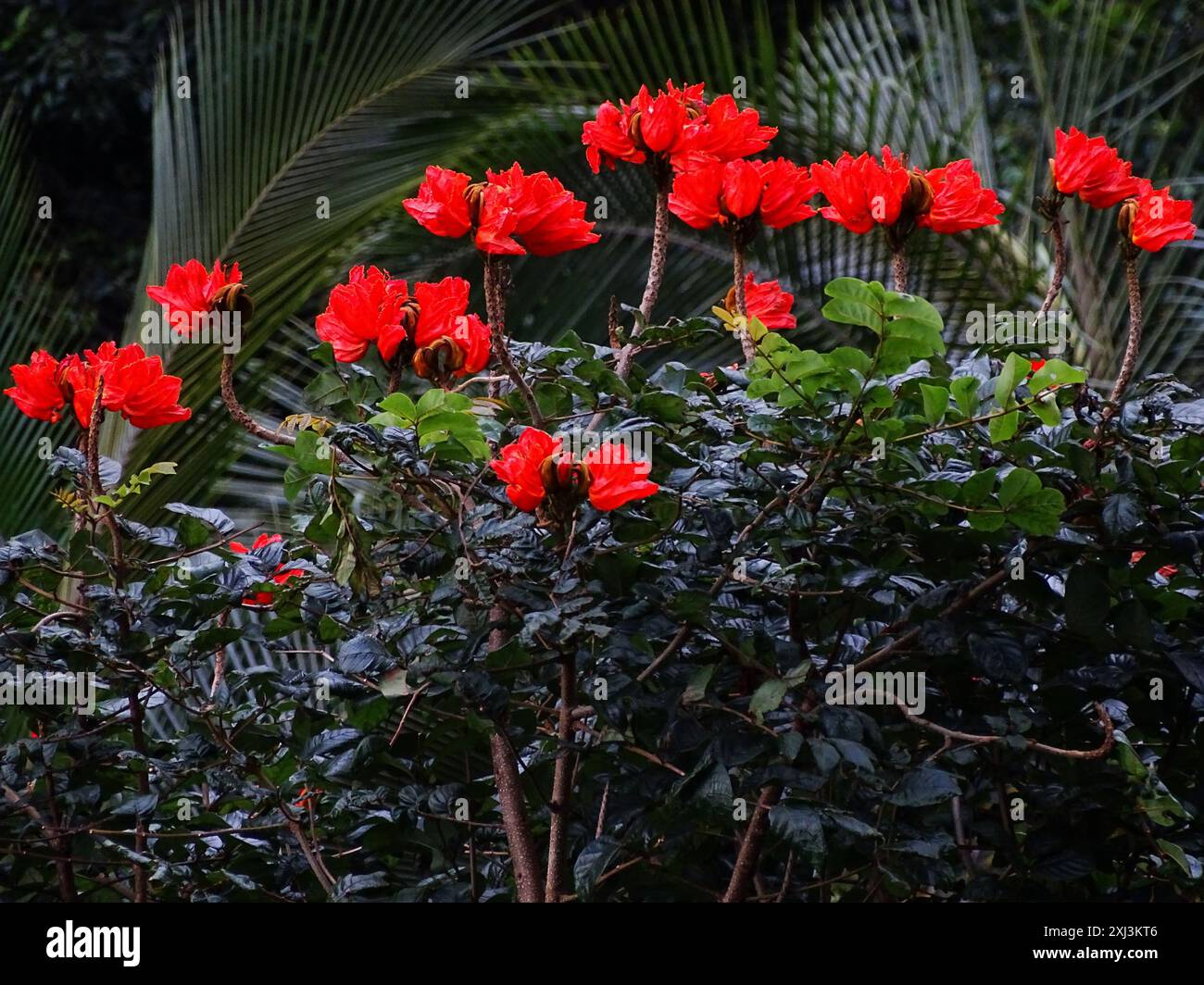 African tulip tree (Spathodea campanulata) Plantae Stock Photo - Alamy