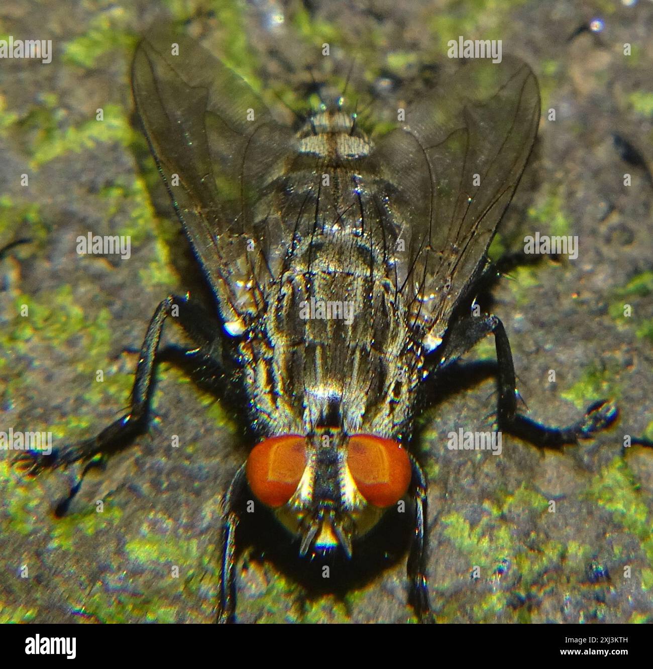 Typical Flesh Flies (Sarcophaginae) Insecta Stock Photo - Alamy