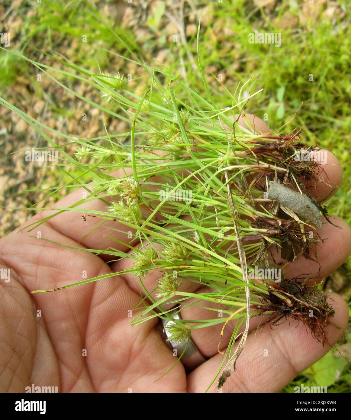 Bearded Flatsedge (Cyperus squarrosus) Plantae Stock Photo - Alamy
