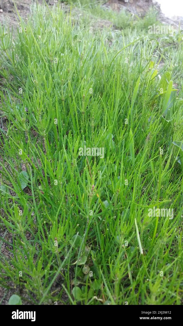 Corn spurrey (Spergula arvensis) Plantae Stock Photo - Alamy
