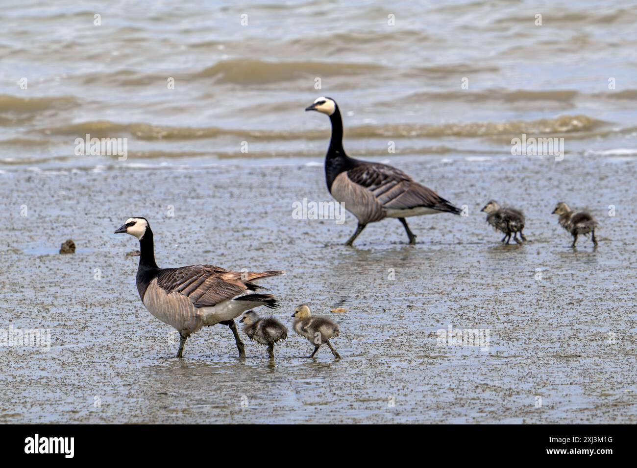 Barnacle goose (Branta leucopsis) couple with four goslings walking ...