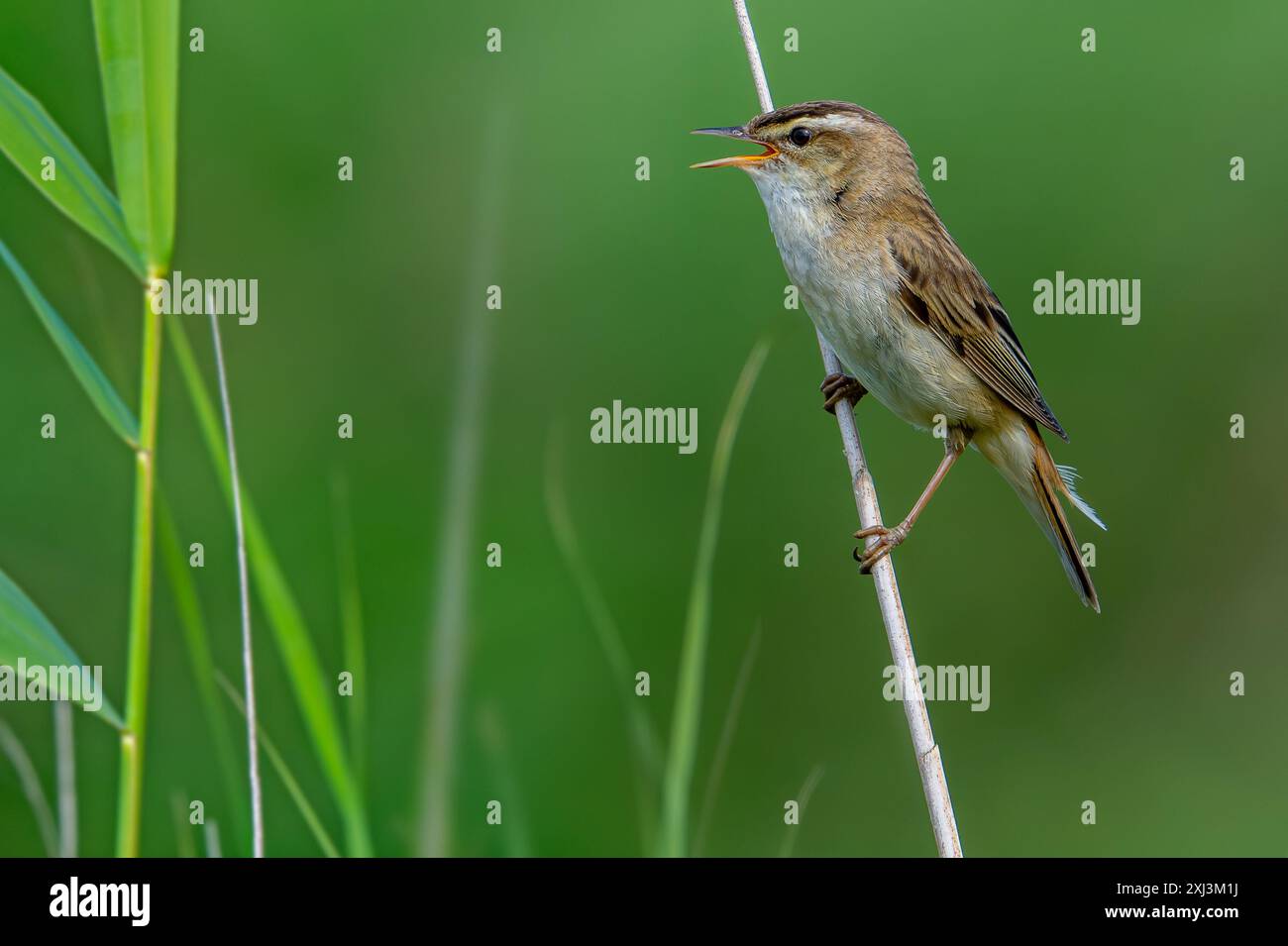 Sedge warbler (Acrocephalus schoenobaenus / Motacilla schoenobaenus ...