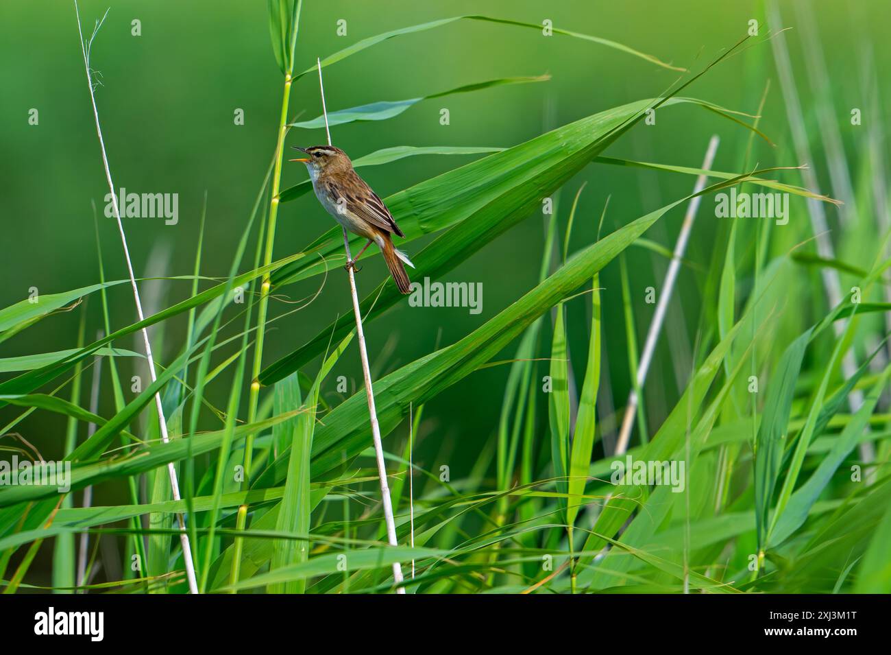 Sedge warbler (Acrocephalus schoenobaenus / Motacilla schoenobaenus ...