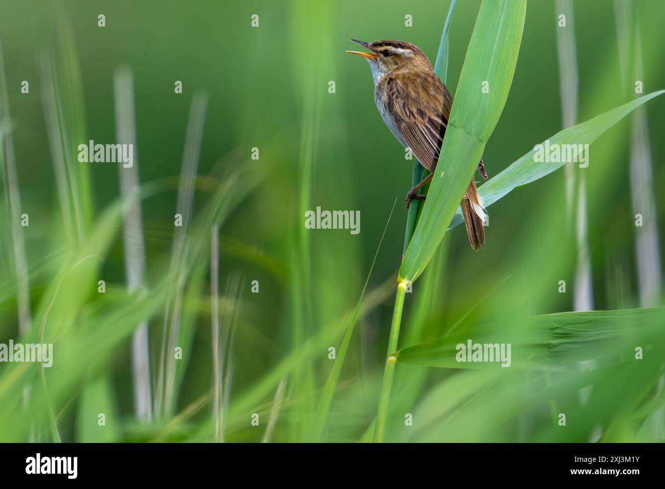 Sedge warbler (Acrocephalus schoenobaenus / Motacilla schoenobaenus ...